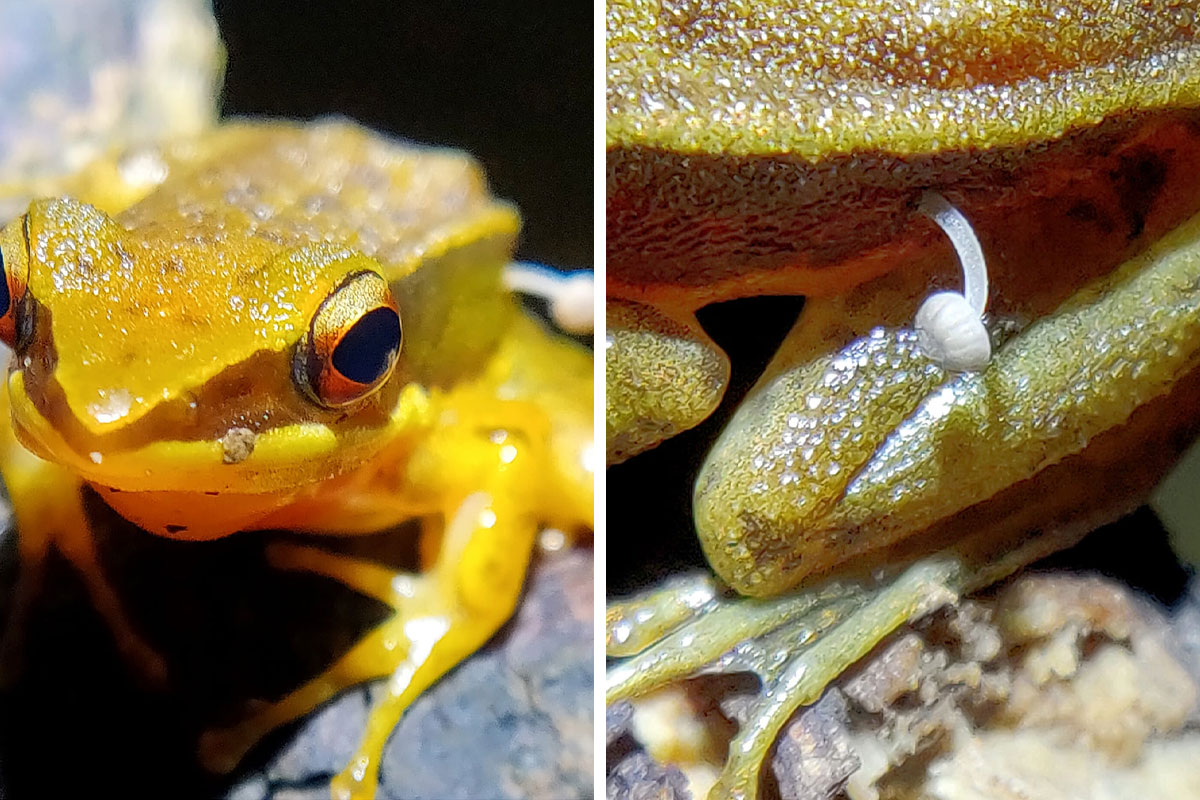 Scientists Baffled By Unprecedented Sight Of Living Frog With Mushroom ...