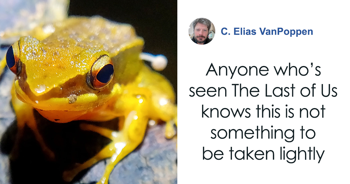 Scientists Baffled By Unprecedented Sight Of Living Frog With Mushroom ...