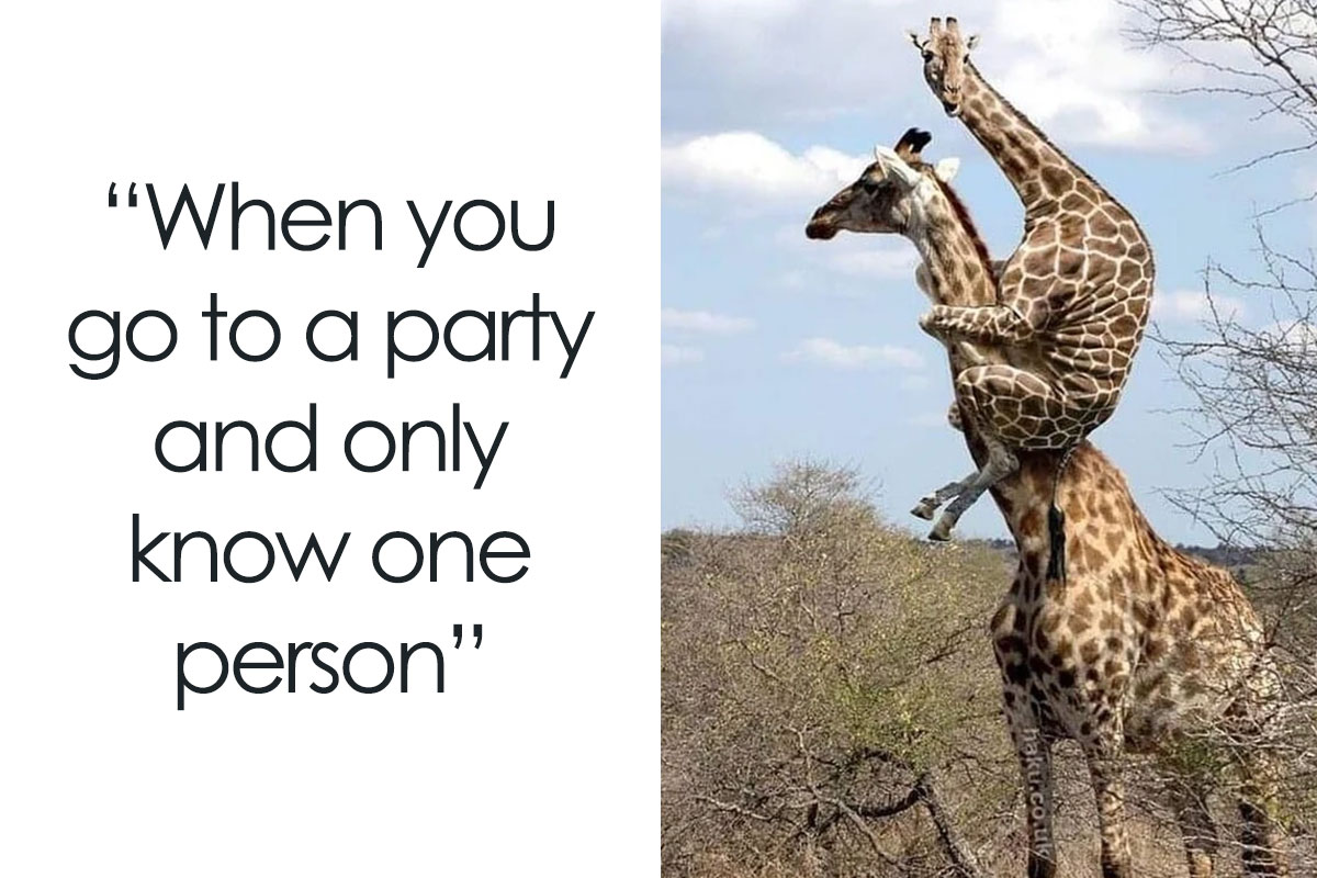 50 Introvert Memes For Anyone Who Loves Staying Home And Recharging ...