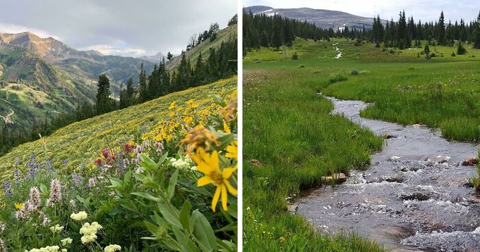 ‘Rate This Meadow’: 30 Beautiful Images To Transport You To A Tranquil ...