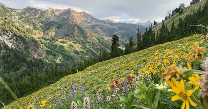 ‘Rate This Meadow’: 30 Beautiful Images To Transport You To A Tranquil ...