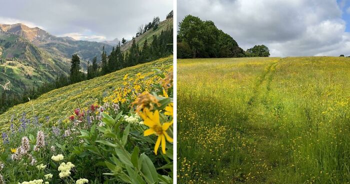 ‘Rate This Meadow’: 30 Beautiful Images To Transport You To A Tranquil ...