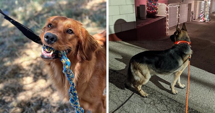 The Giant Dog Owner’s Survival Guide: 38 Essential Products To Solve ...