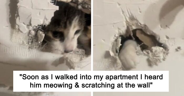 Woman Furious That Maintenance Crew Patched Her Cat Into The Wall, It ...