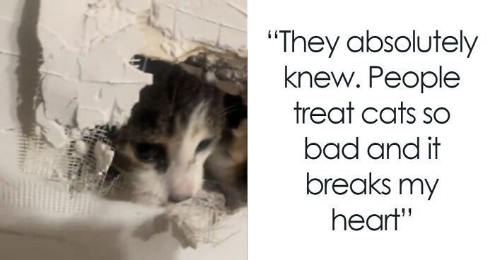 Woman Furious That Maintenance Crew Patched Her Cat Into The Wall, It ...