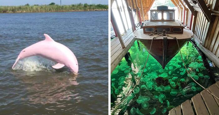50 Curious Pictures Of Things People Don’t Get To See Often (New Pics)