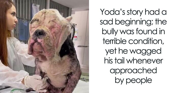 Remarkable Recovery Story Of A Resilient Dog That Was In Desperate Need ...