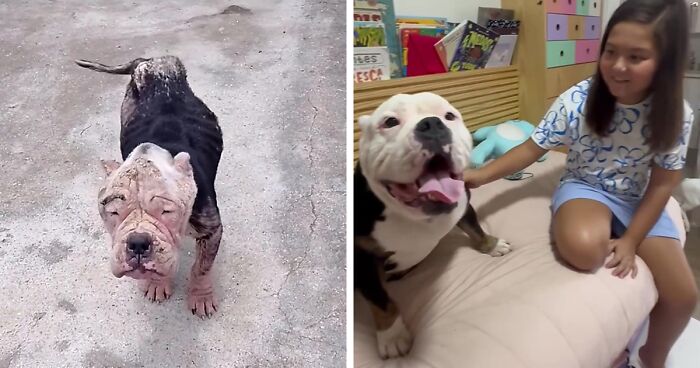 Remarkable Recovery Story Of A Resilient Dog That Was In Desperate Need ...