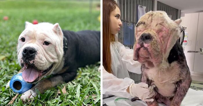 Remarkable Recovery Story Of A Resilient Dog That Was In Desperate Need ...