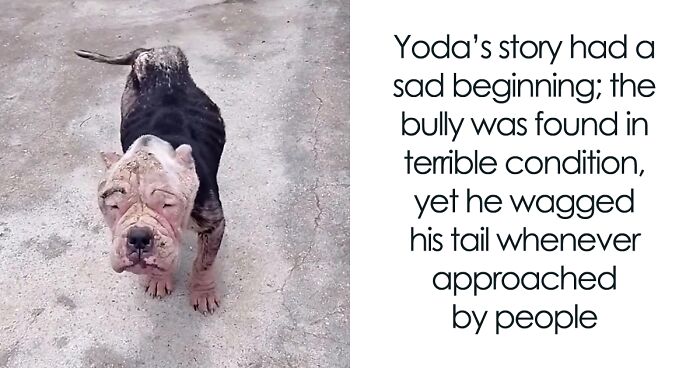 Remarkable Recovery Story Of A Resilient Dog That Was In Desperate Need ...