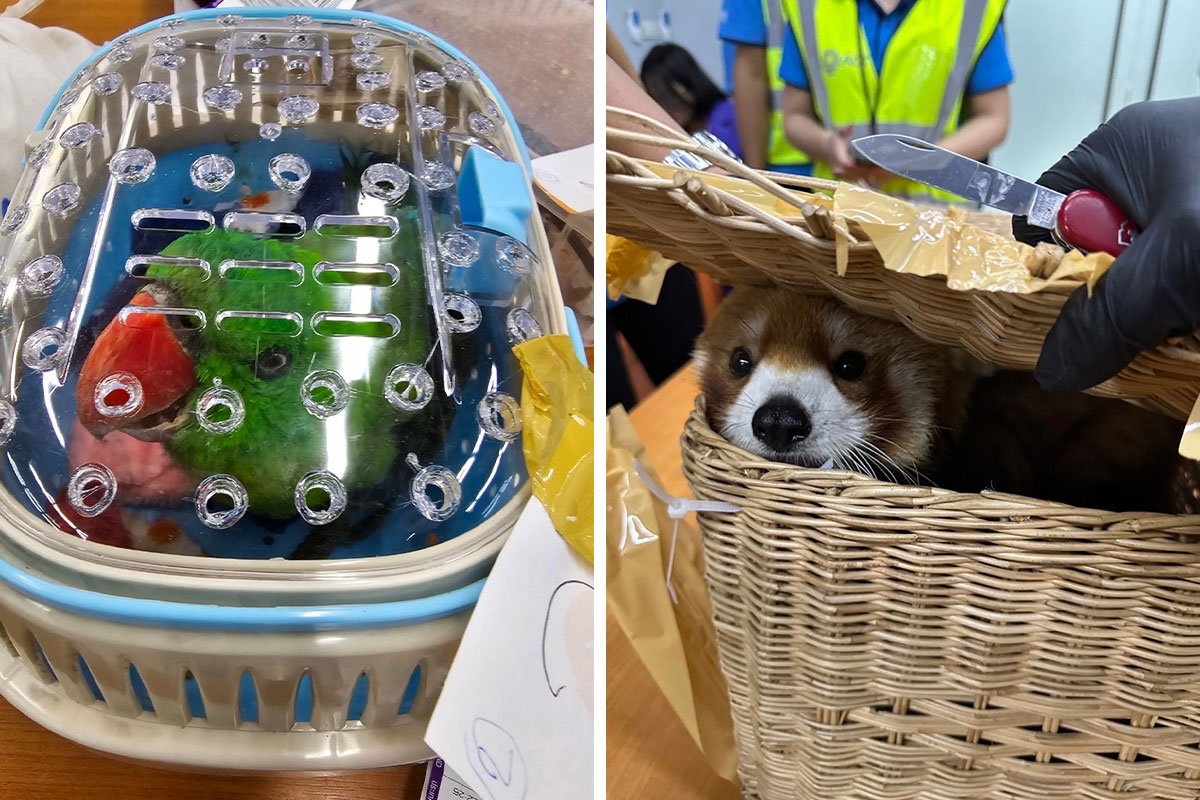 Six People Caught Trying To Smuggle 87 Animals In Major Wildlife ...