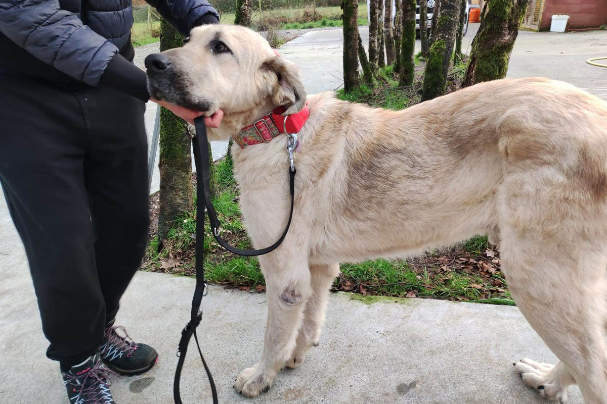 This Dog Got A Second Chance At Life, And His Tail Wags More Than Ever ...