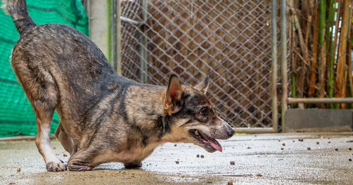 Dog With Two Legs That Survived A Gunshot To The Head Now Zooms Around ...