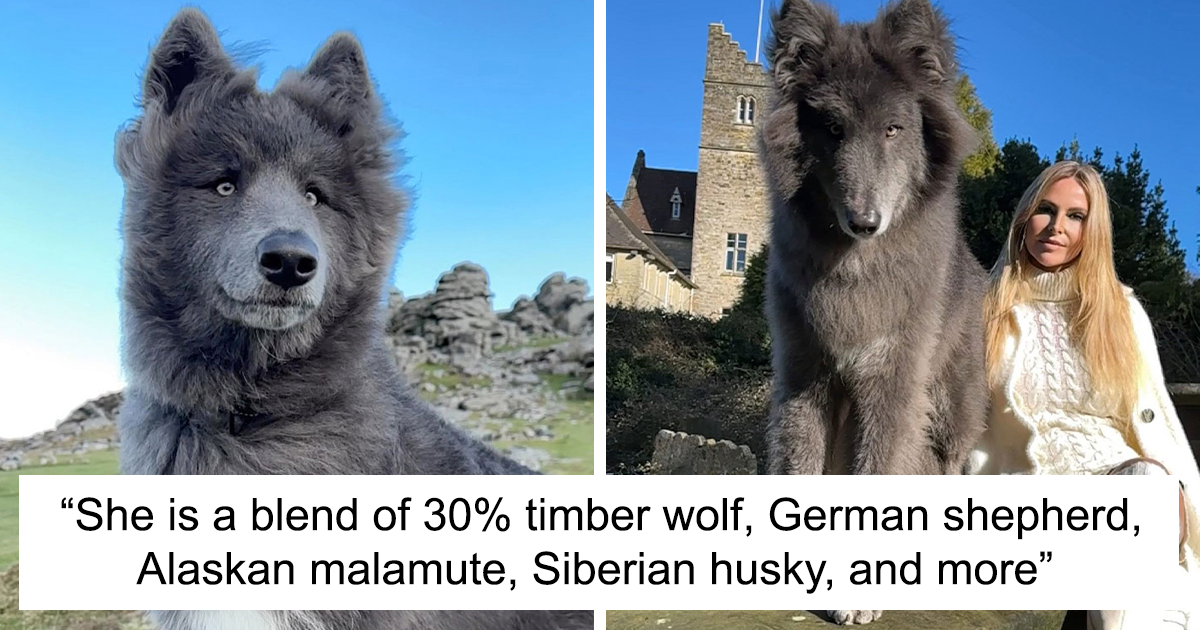 Timberwolf Dog Size