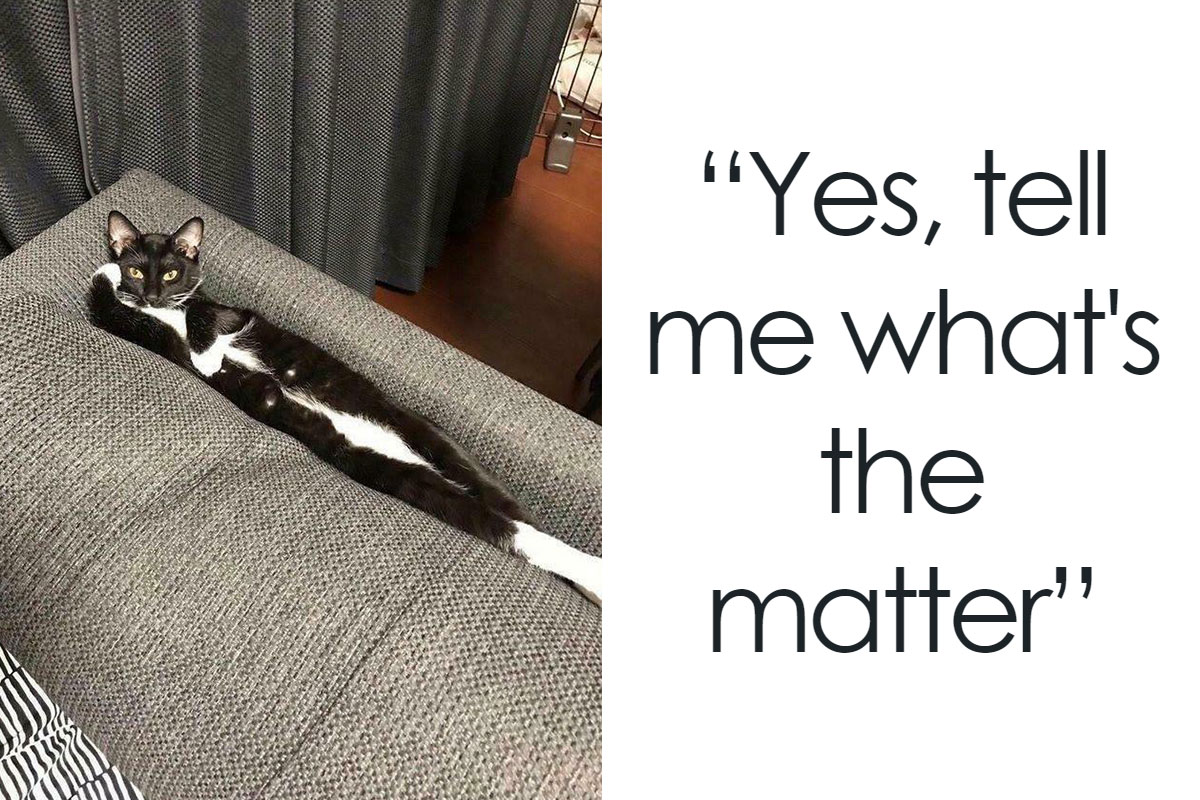 40 Pics Of Malfunctioning Cats That Made People Wonder “What’s Wrong ...
