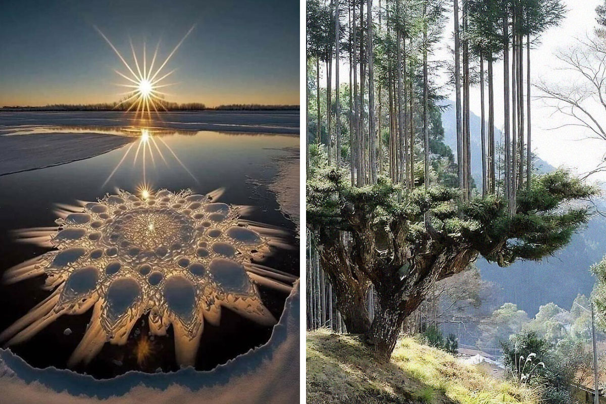 This Group Is Dedicated To Everything Weird, Bizarre, And Beautiful ...