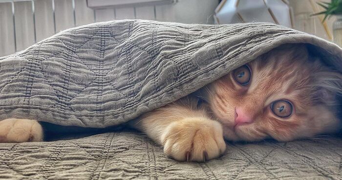 Woman Documents The Life Of Her Cats And It’s Probably The Cutest Thing ...