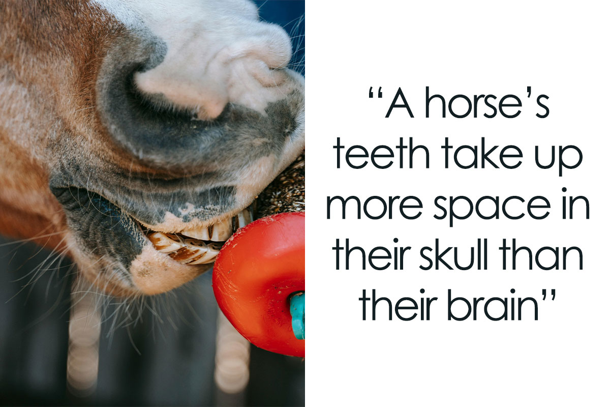 People Are Sharing Their Favorite Animal Facts That Never Cease To Amaze Them | Bored Panda