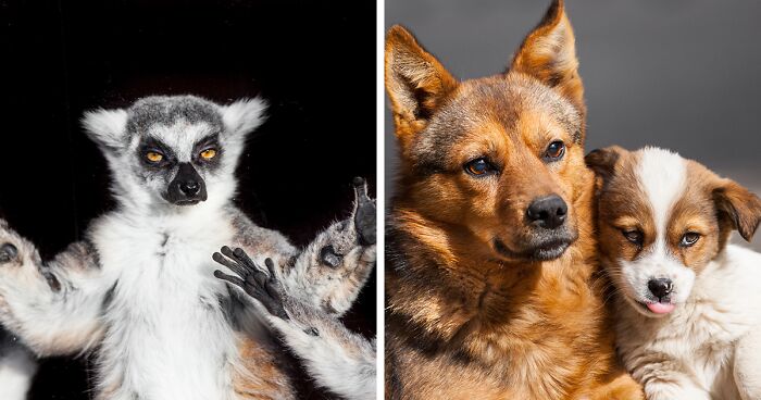 30 Unforgettable Animal Moments Captured Through My Lens | Bored Panda