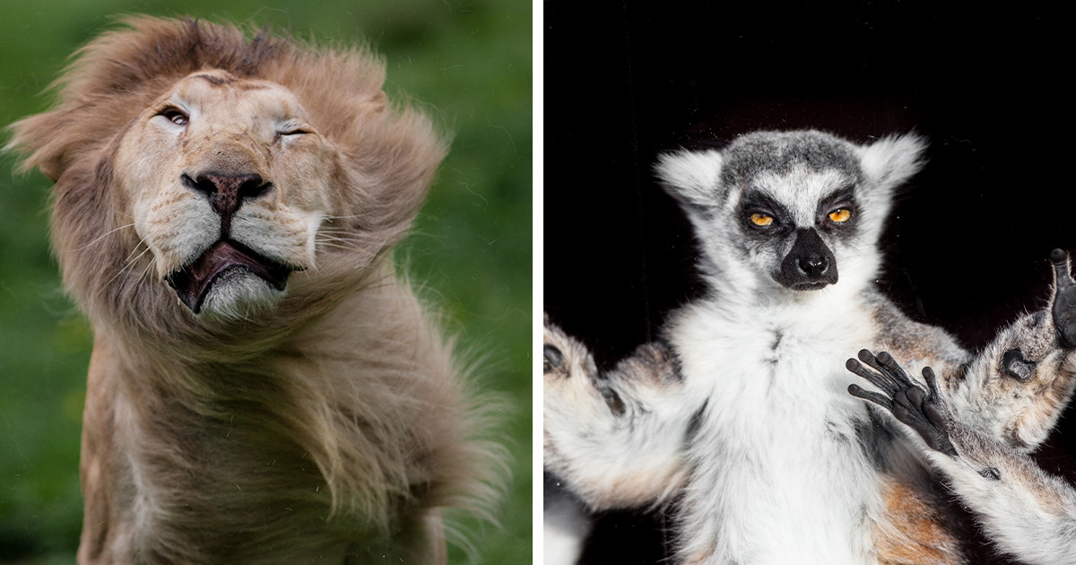 30 Captivating Animal Photographs I Captured | Bored Panda