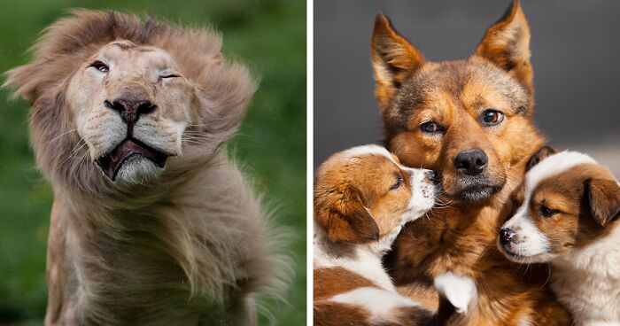 30 Unforgettable Animal Moments Captured Through My Lens | Bored Panda