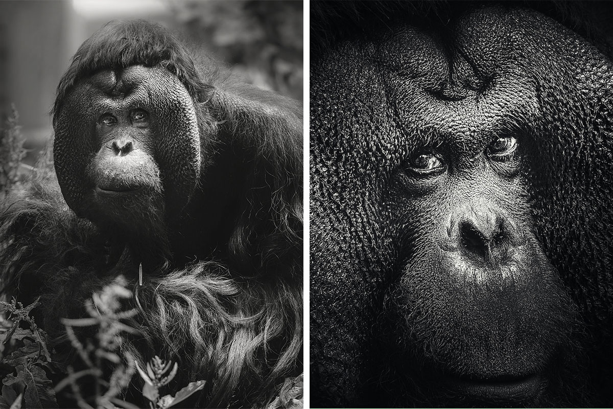 I Love Taking Animal Portraits, And Here Are The 13 Recent Photos I ...