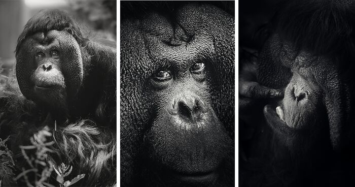 I Love Taking Animal Portraits, And Here Are The 13 Recent Photos I ...