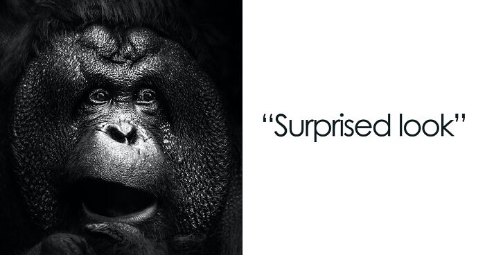 I Love Taking Animal Portraits, And Here Are The 13 Recent Photos I ...