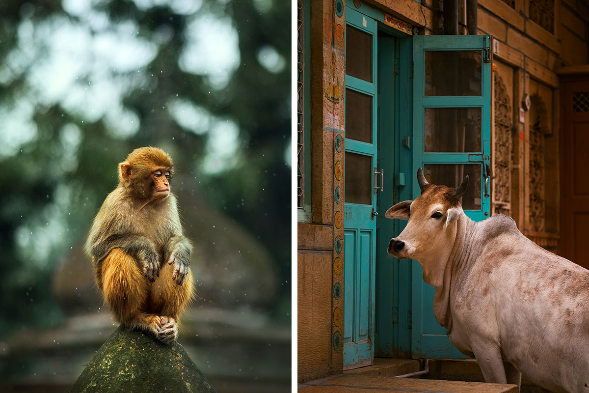 I Photograph Animals That Adapted To Living In Cities, Here Are 24 ...