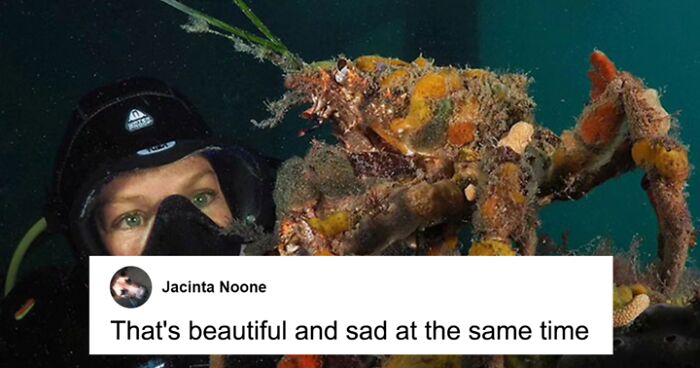 “He Wanted Me To Follow Him”: Diver’s Interaction With Curious Octopus ...