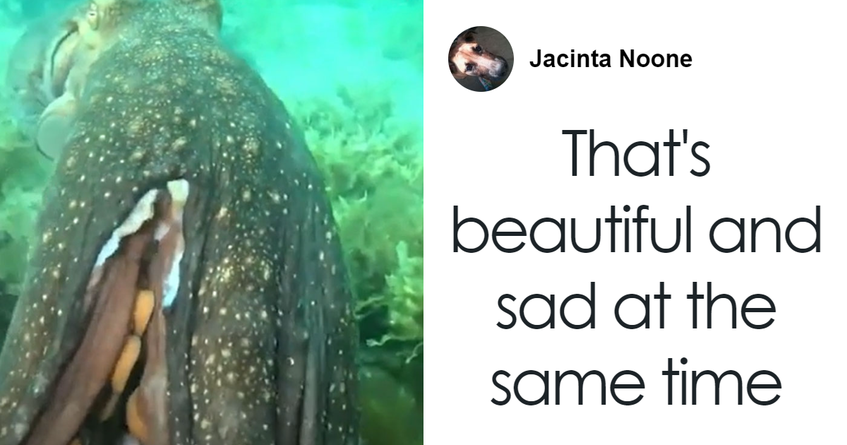 “He Wanted Me To Follow Him”: Diver’s Interaction With Curious Octopus Leads To Shrine Discovery ...