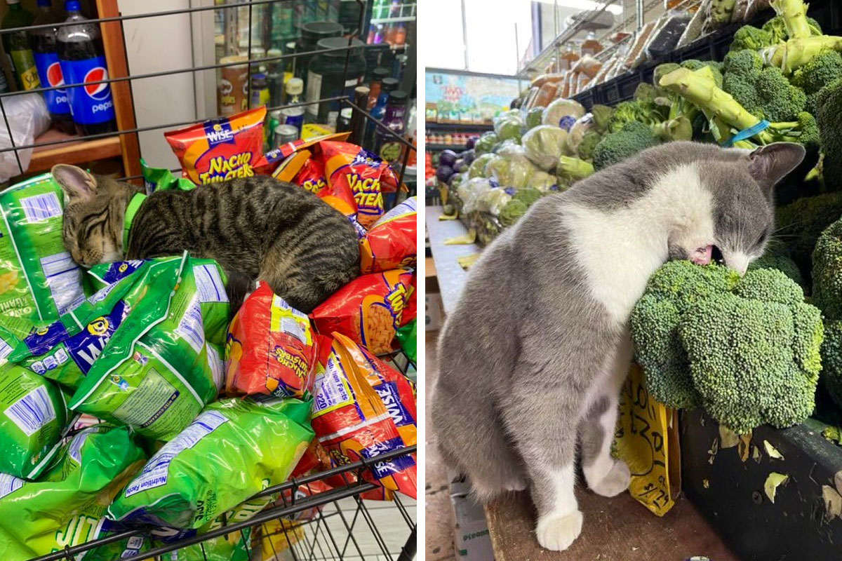 50 Best Ever Pics Of Cats Ruling Over Small Shops They Call Home ...