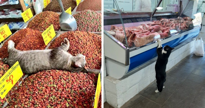 50 Best Ever Pics Of Cats Ruling Over Small Shops They Call Home ...