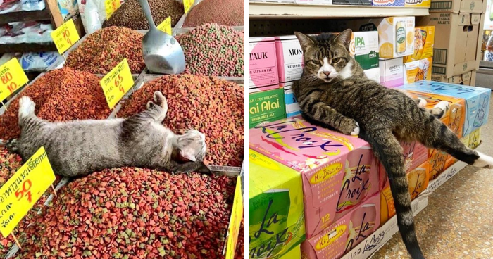 50 Best Ever Pics Of Cats Ruling Over Small Shops They Call Home ...