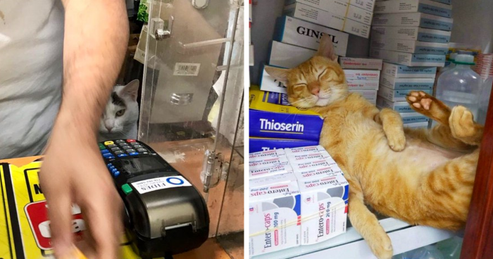 50 Best Ever Pics Of Cats Ruling Over Small Shops They Call Home ...
