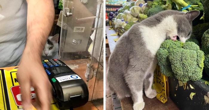 50 Best Ever Pics Of Cats Ruling Over Small Shops They Call Home ...