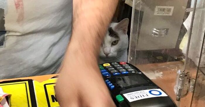 50 Best Ever Pics Of Cats Ruling Over Small Shops They Call Home ...