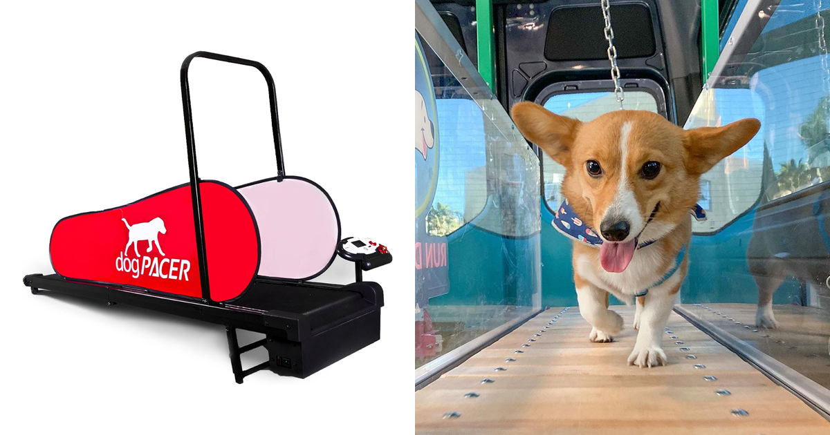 Best Dog Treadmill In 2024, According To Vet | Bored Panda
