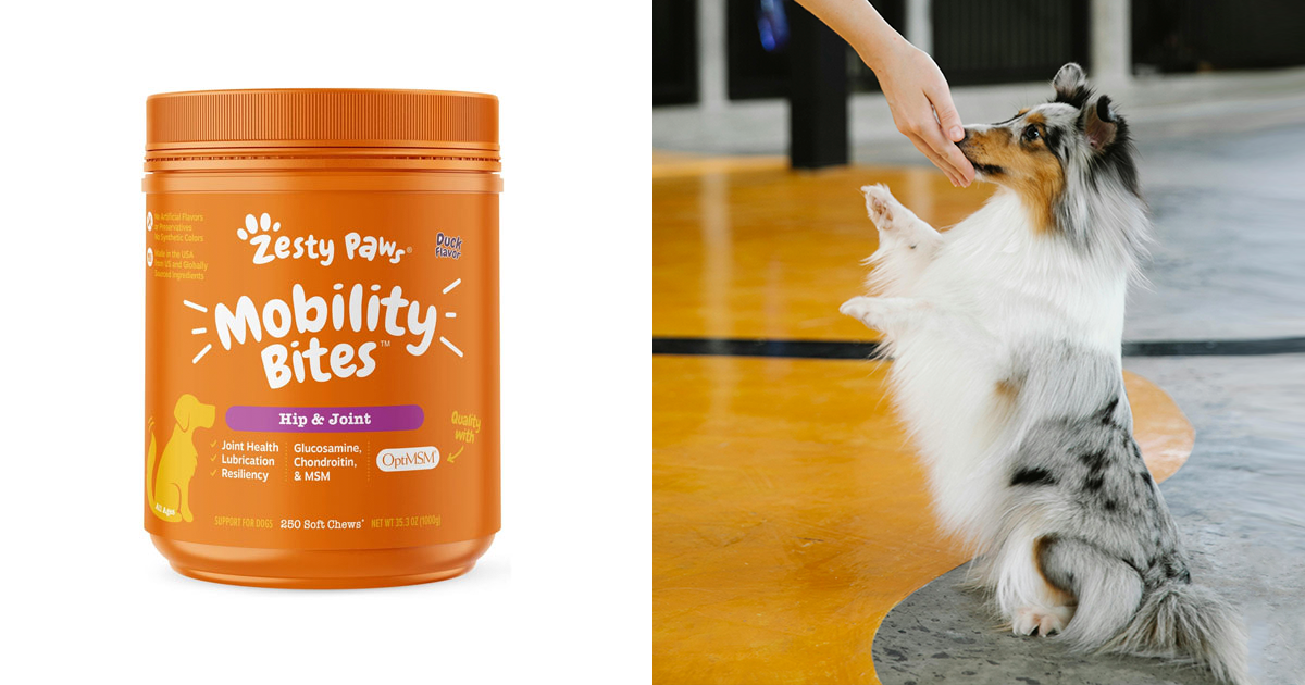 Best Joint Supplement For Dogs, According To Vet | Bored Panda