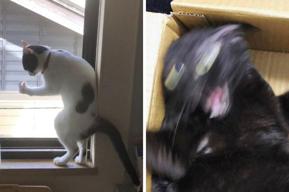 50 Times People Captured Their Cats Losing Their Single Brain Cell ...