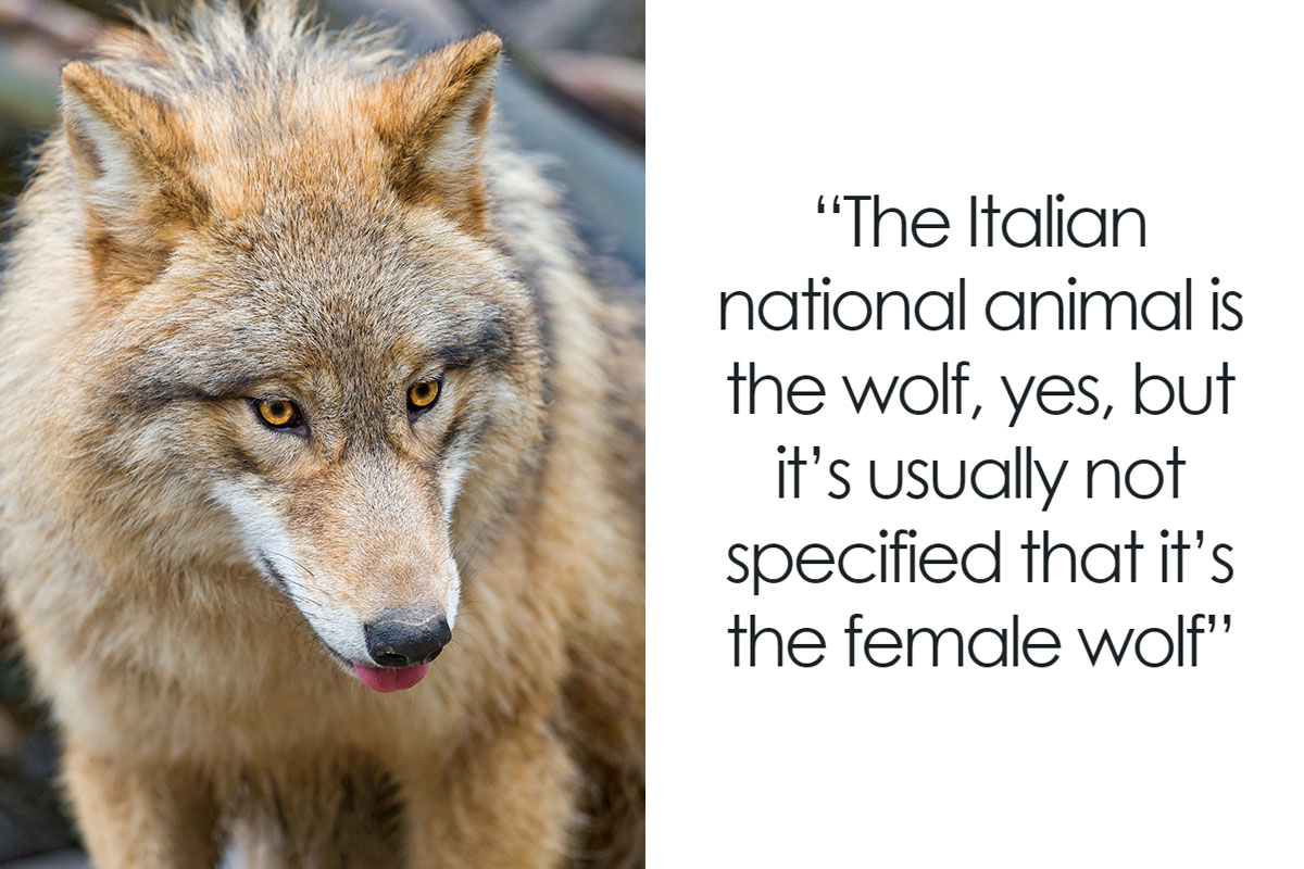 “Scottish Haggis Are Practically Extinct”: 30 Interesting Facts About Countries Round The Globe ...