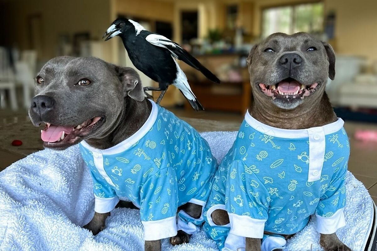 Molly The Magpie Is Returning Home After Online Battle To Reunite Him ...