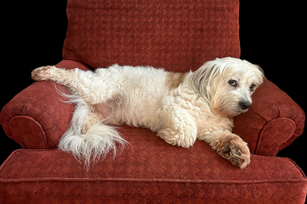 Why I Love Dogs: Humans vs. Canines (20 Pics) | Bored Panda