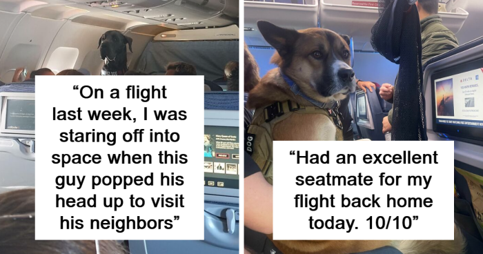 50 People Captured The Most Adorable Plane Passengers Aboard (New Pics ...