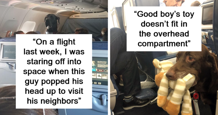 Airplane Passenger Memes Some Of Those Darling “passengers” Have
