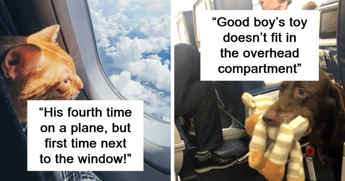 50 People Captured The Most Adorable Plane Passengers Aboard (New Pics ...