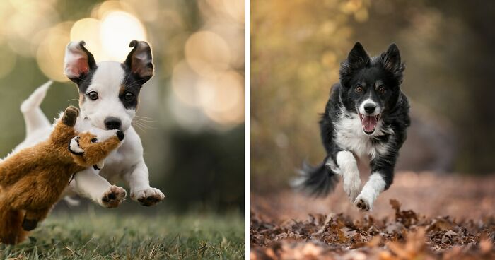 I Captured Dogs On The Run, And The Results Are The Most Adorable Faces ...