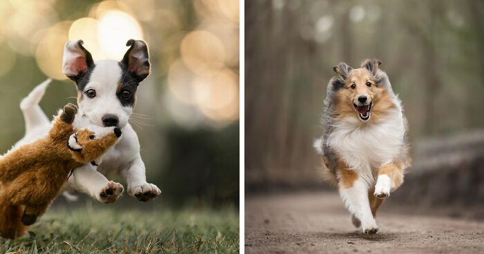 I Captured Dogs On The Run, And The Results Are The Most Adorable Faces ...