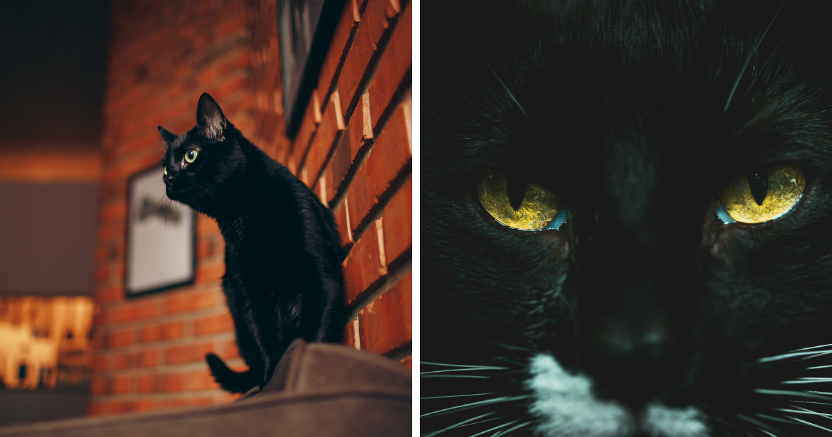 The Fascinating History Of Black Cats (4 Pics) | Bored Panda