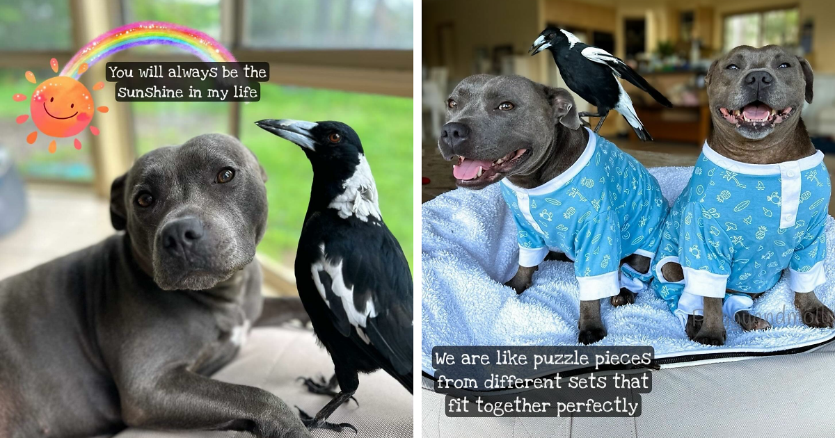 Molly The Magpie Is Returning Home After Online Battle To Reunite Him ...